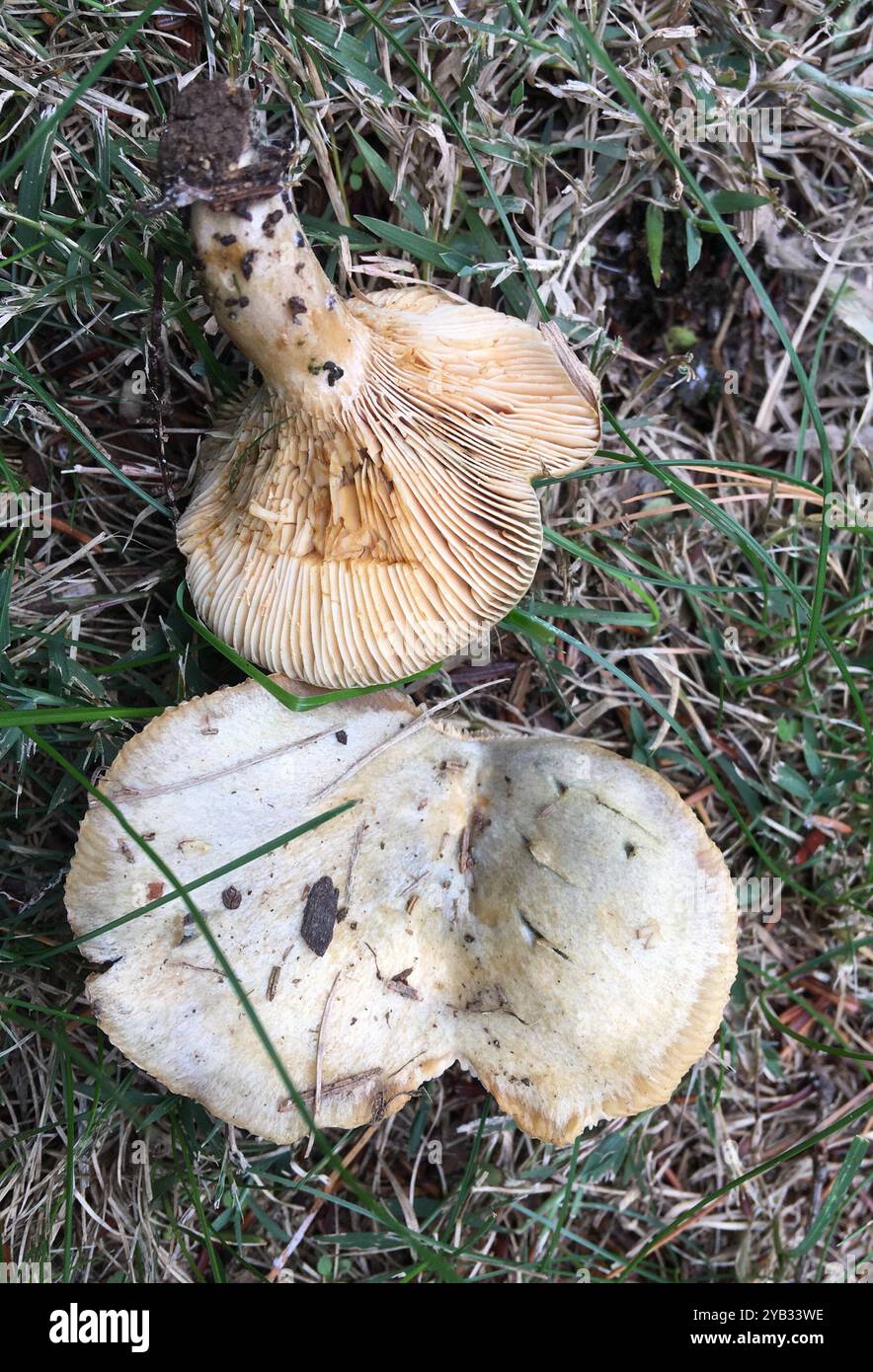 Celandine Milkcap (Lactarius chelidonium) Fungi Stock Photo - Alamy