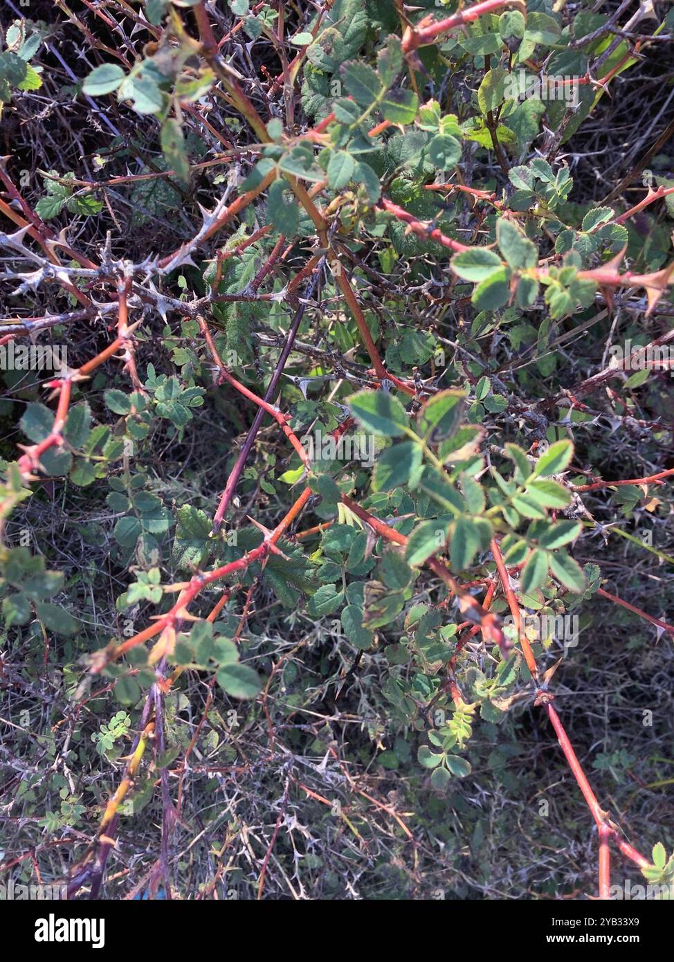 Nootka rose (Rosa nutkana) Plantae Stock Photo - Alamy