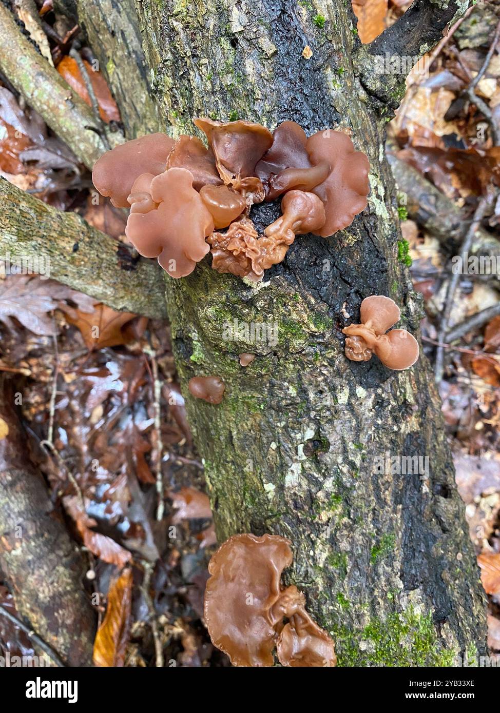 Wood ear fungi (Auricularia) Fungi Stock Photo - Alamy