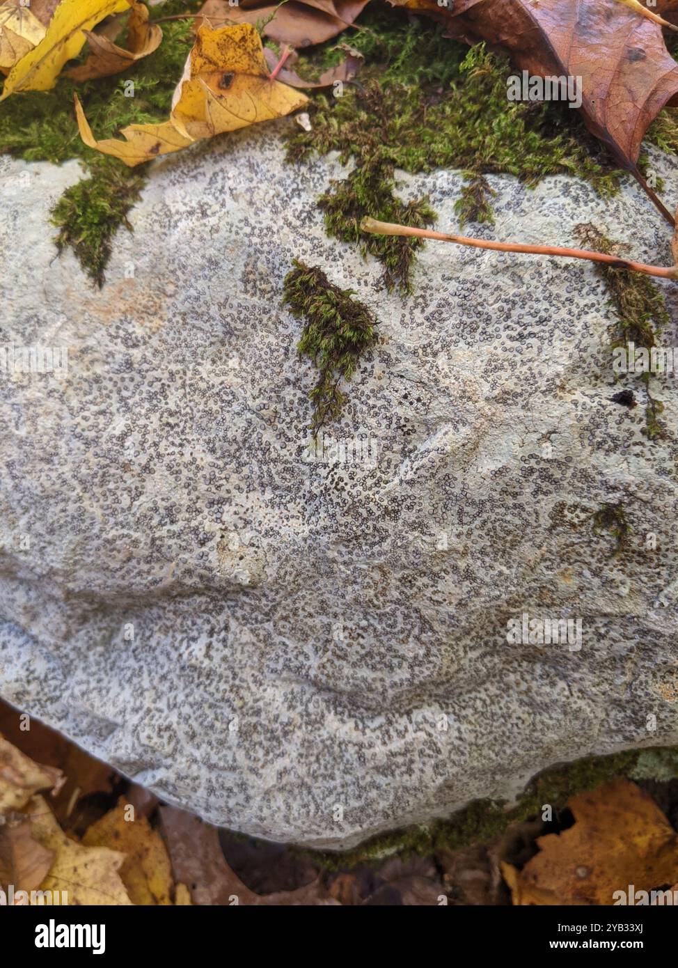 Smokey-eyed Boulder Lichen (Porpidia albocaerulescens) Fungi Stock ...