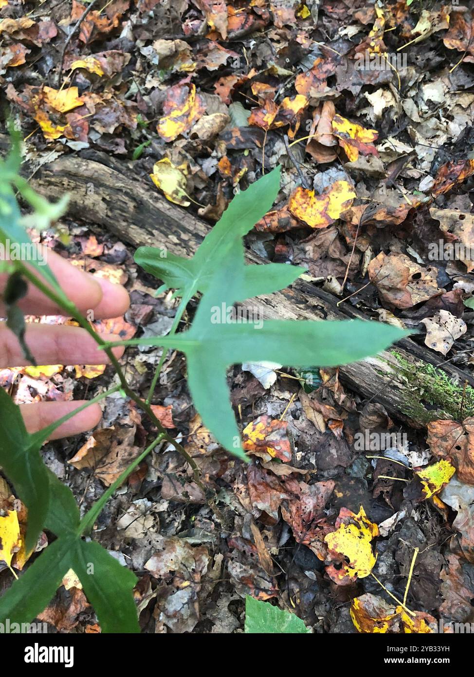 tall rattlesnake root (Nabalus altissimus) Plantae Stock Photo - Alamy