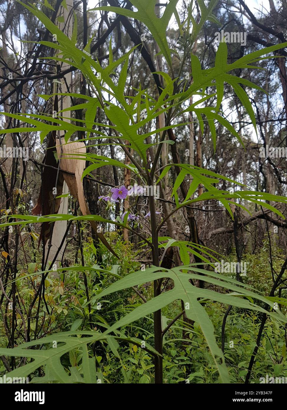 New Zealand nightshade (Solanum aviculare) Plantae Stock Photo - Alamy