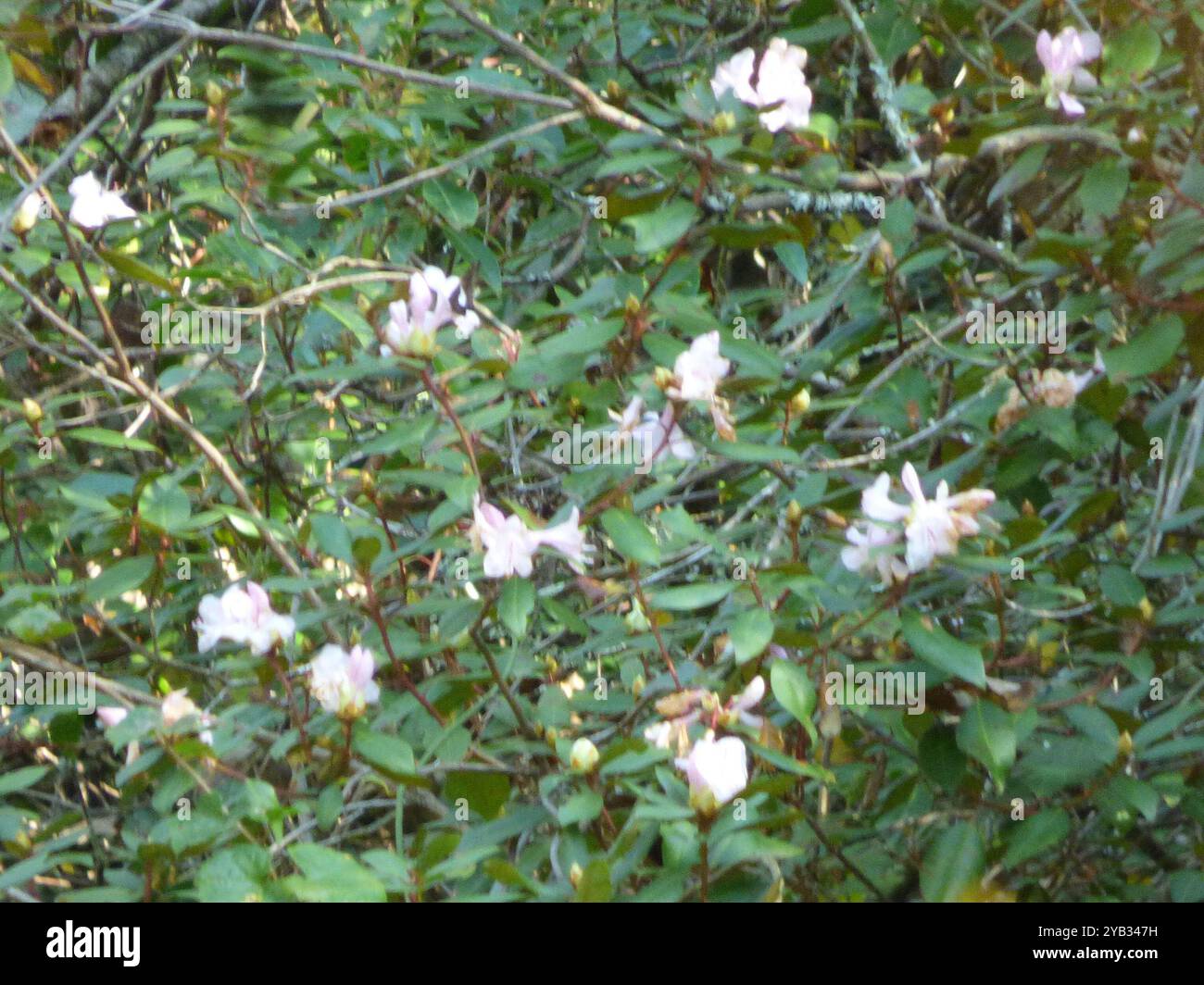 gorge rhododendron (Rhododendron minus) Plantae Stock Photo - Alamy