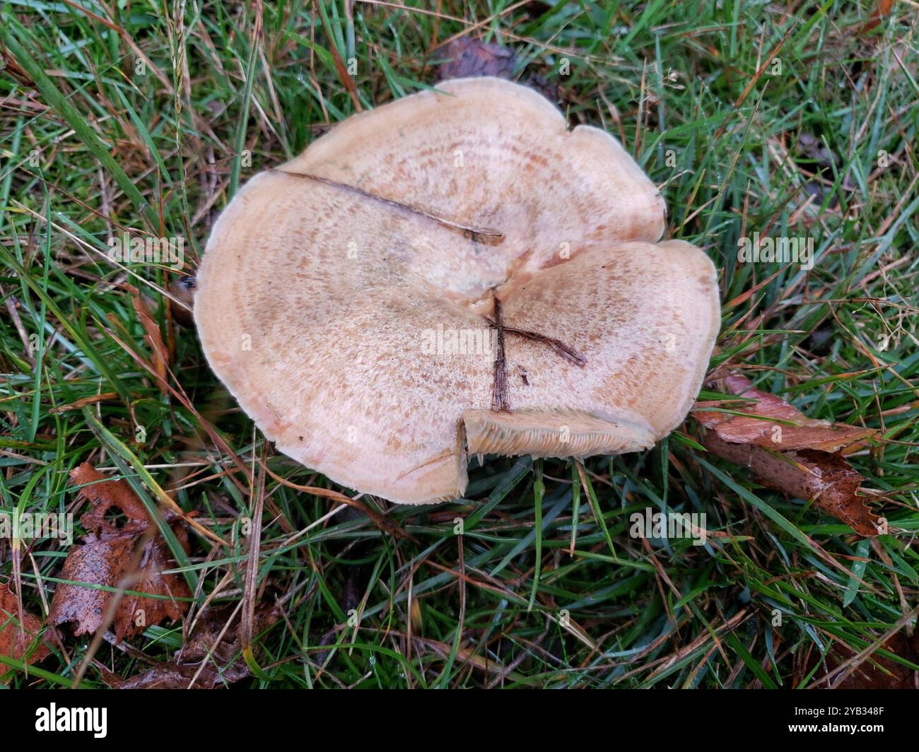 Common Milkcaps (Lactarius) Fungi Stock Photo - Alamy