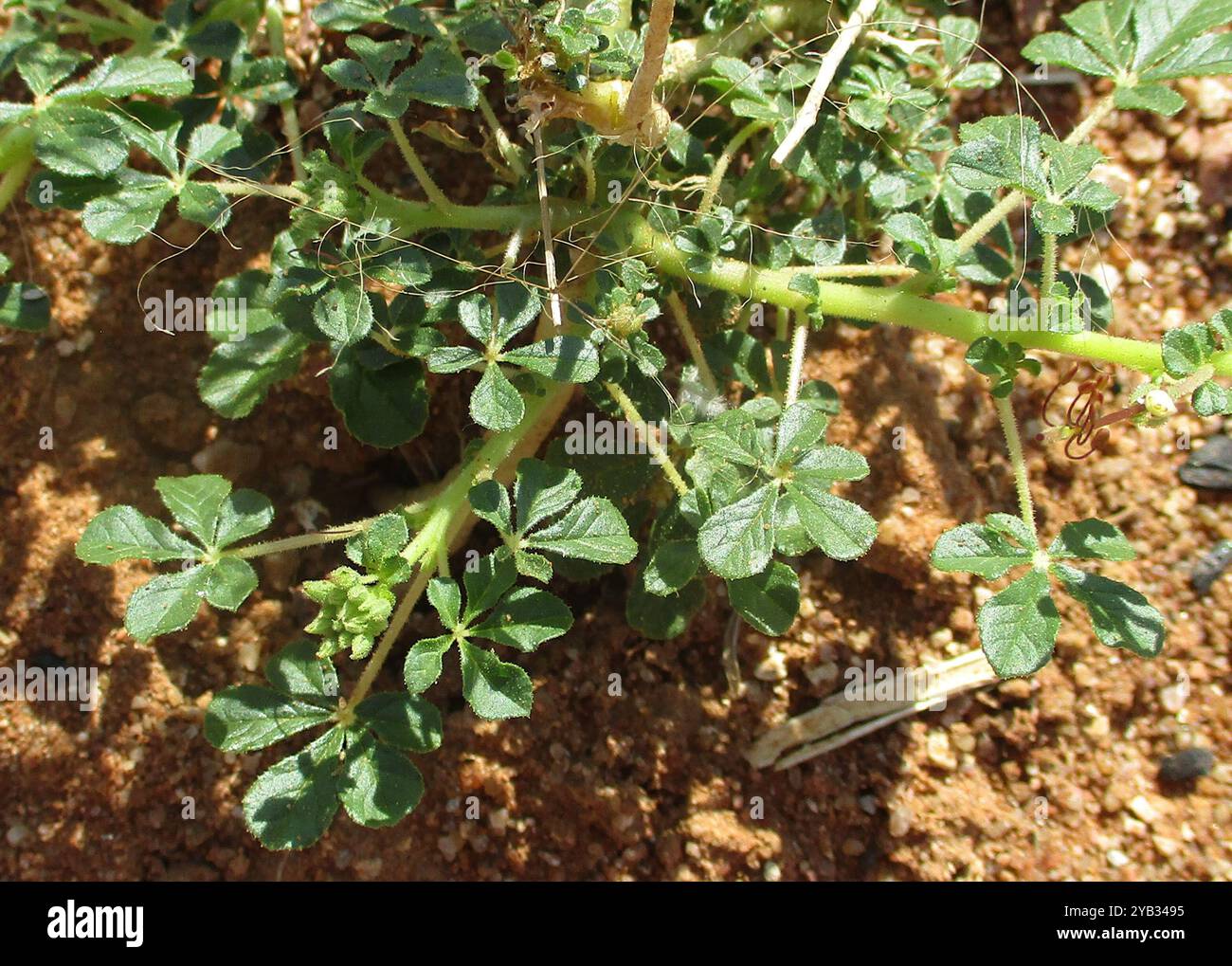 Spiderwisp (Cleome gynandra) Plantae Stock Photo - Alamy