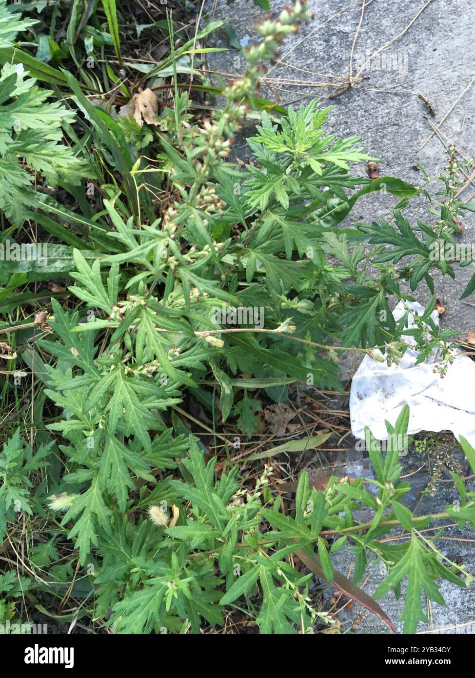 common mugwort (Artemisia vulgaris) Plantae Stock Photo - Alamy