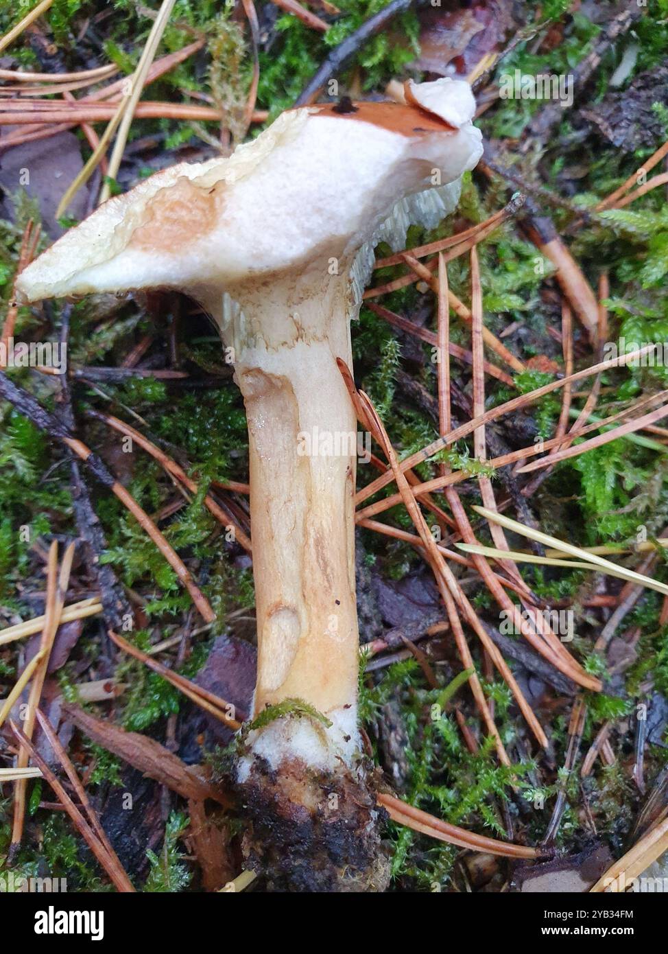 Velvet Bolete (Suillus variegatus) Fungi Stock Photo - Alamy