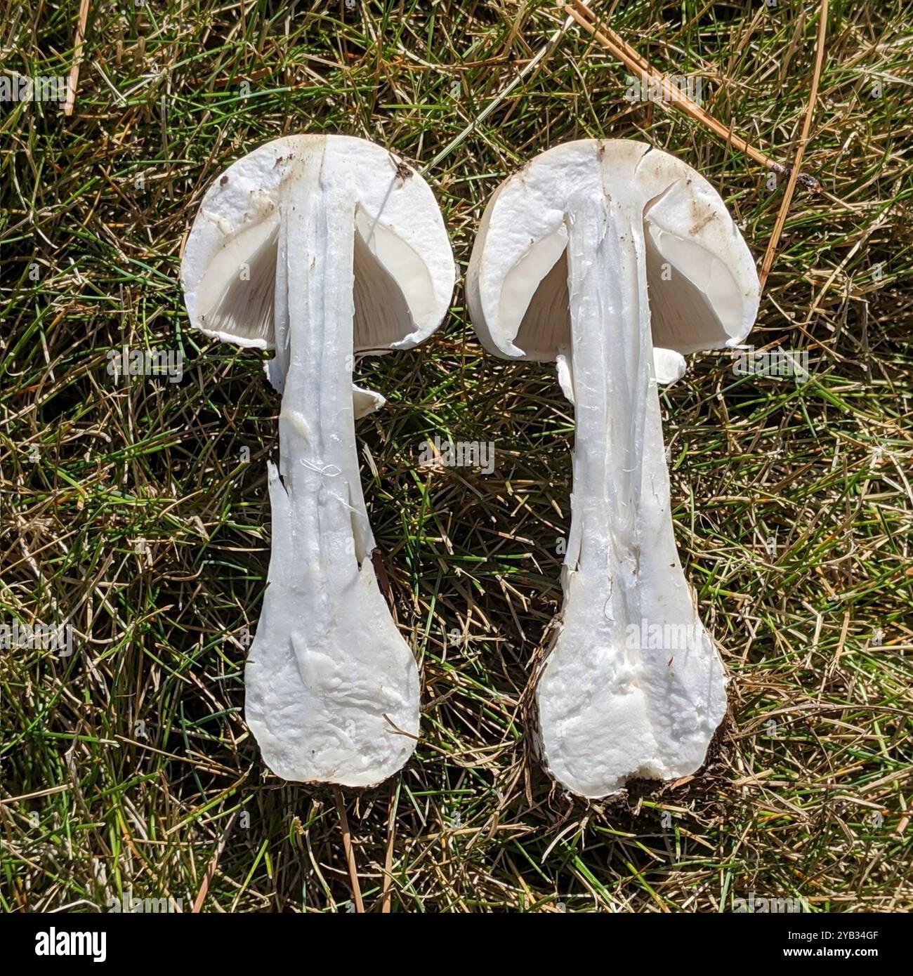 White Dapperling (Leucoagaricus leucothites) Fungi Stock Photo - Alamy