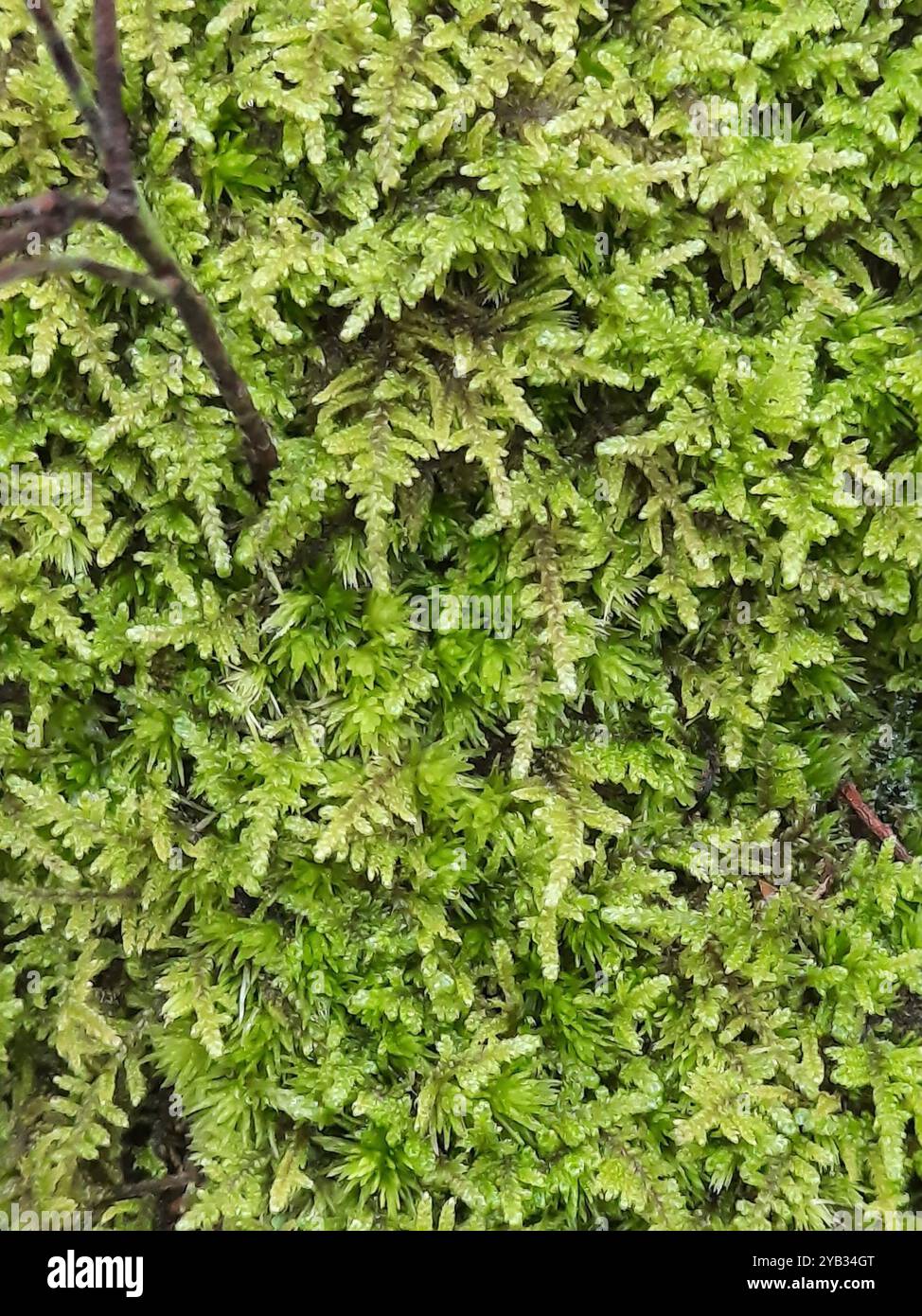 brocade moss (Callicladium imponens) Plantae Stock Photo - Alamy