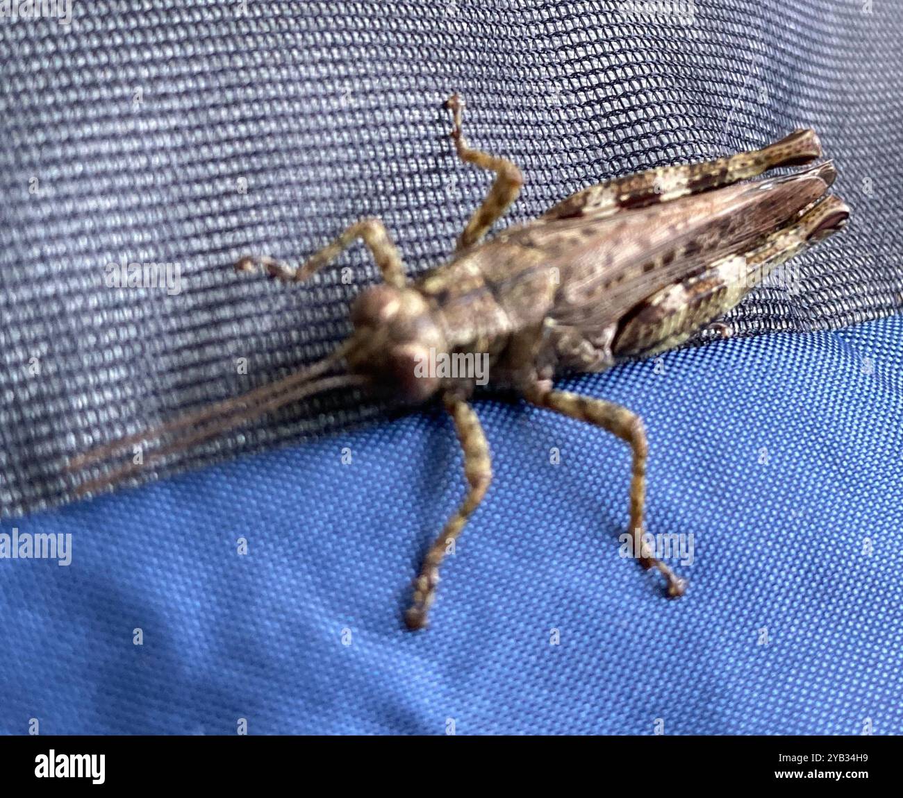 Pine tree Spur-throat Grasshopper (Melanoplus punctulatus) Insecta ...