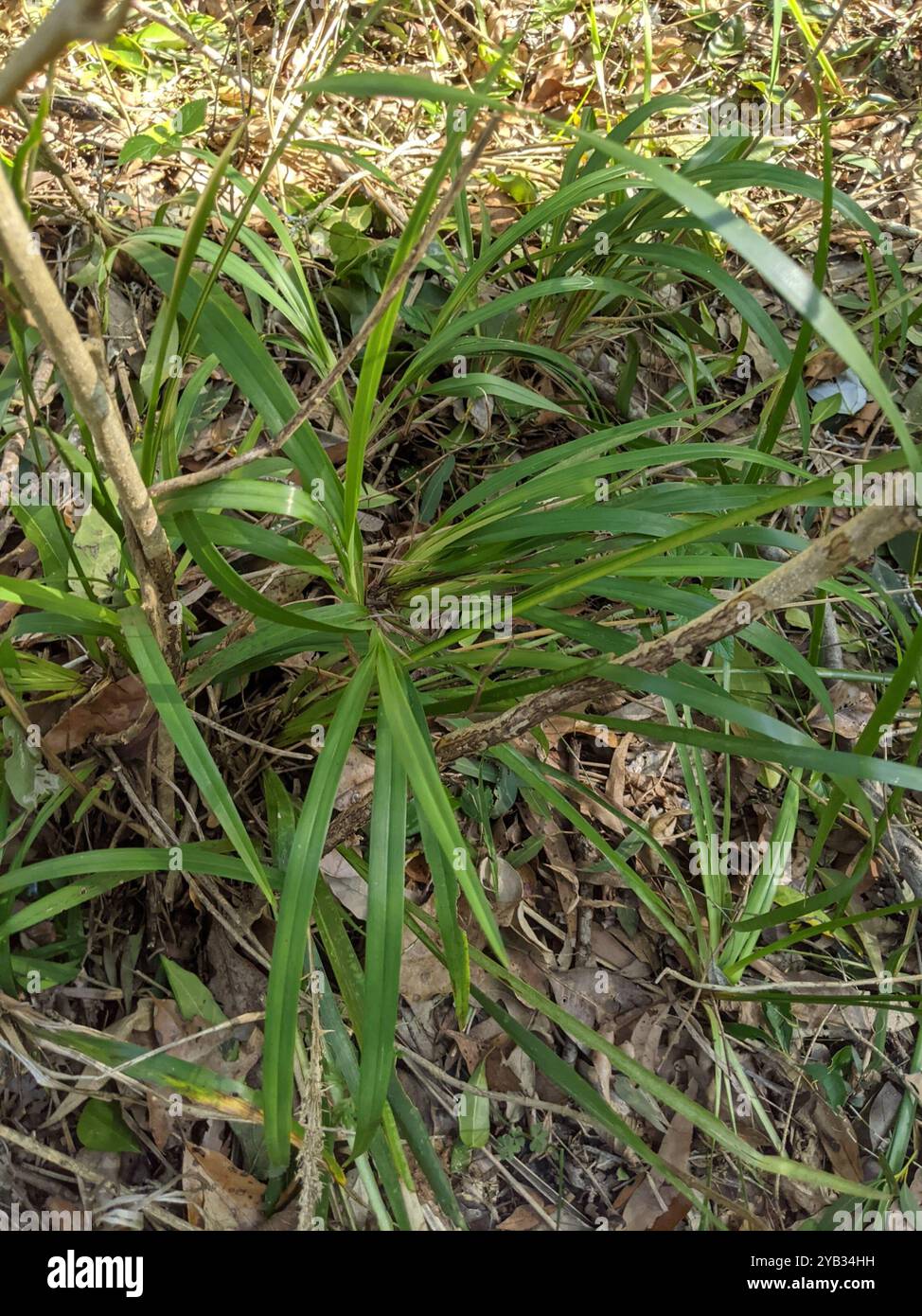 flax-lilies (Dianella) Plantae Stock Photo - Alamy