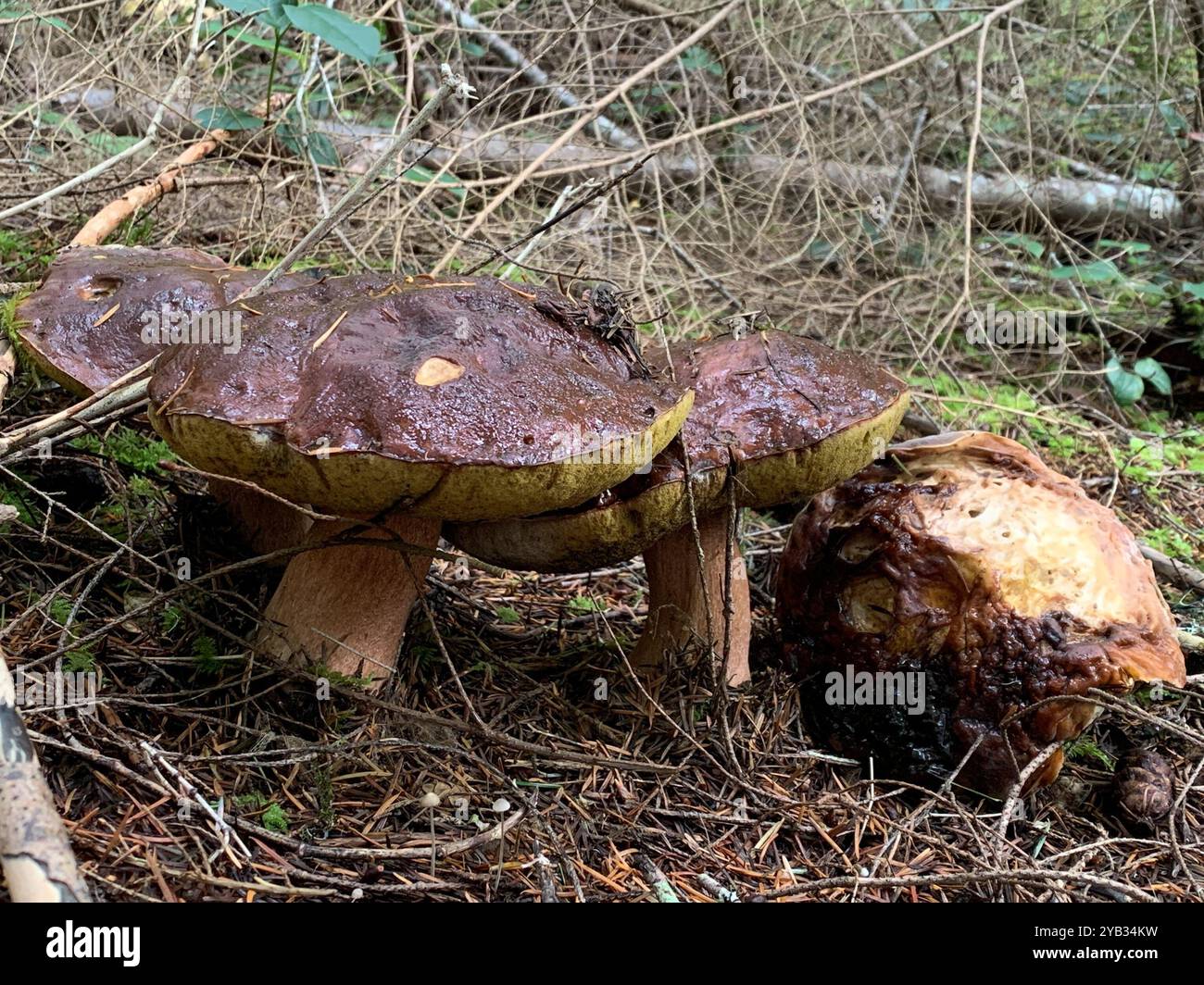 Queen bolete hi-res stock photography and images - Alamy