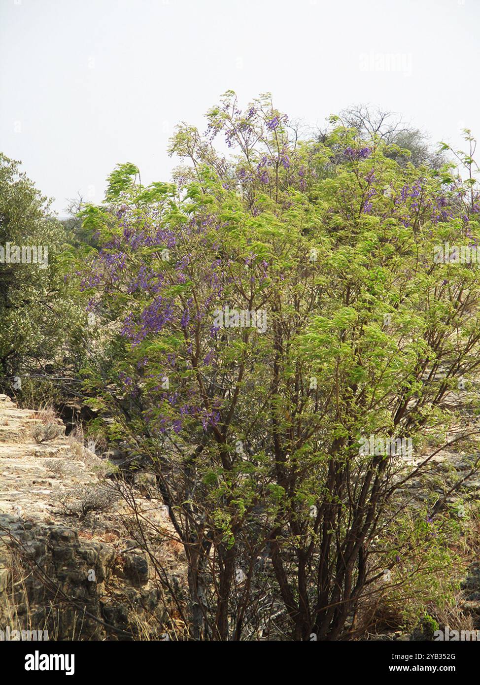 Tree-wisteria (Bolusanthus speciosus) Plantae Stock Photo - Alamy