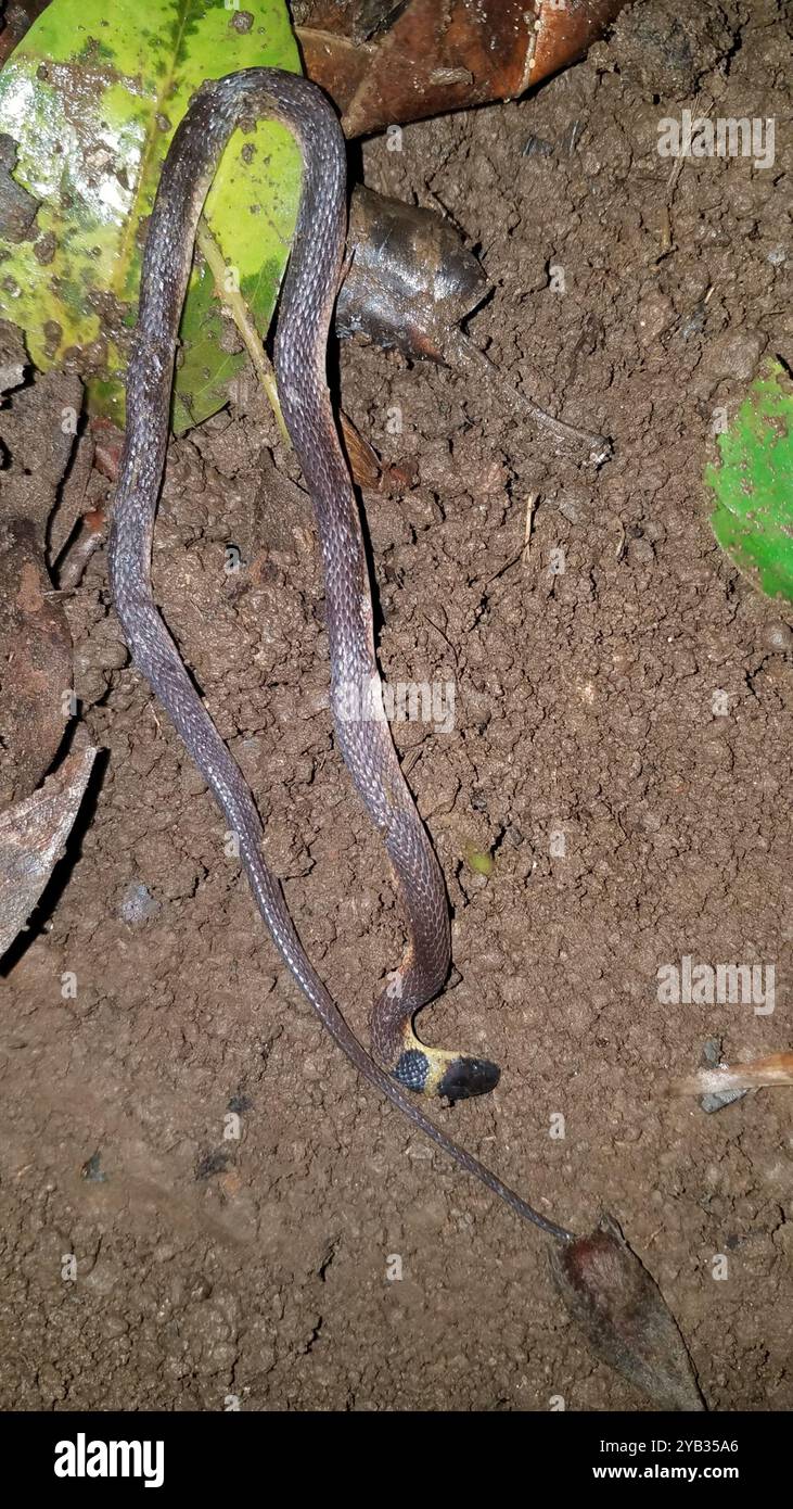 Red Coffee Snake (Ninia sebae) Reptilia Stock Photo - Alamy