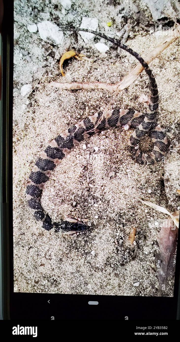 Southern Banded Watersnake (Nerodia fasciata fasciata) Reptilia Stock ...