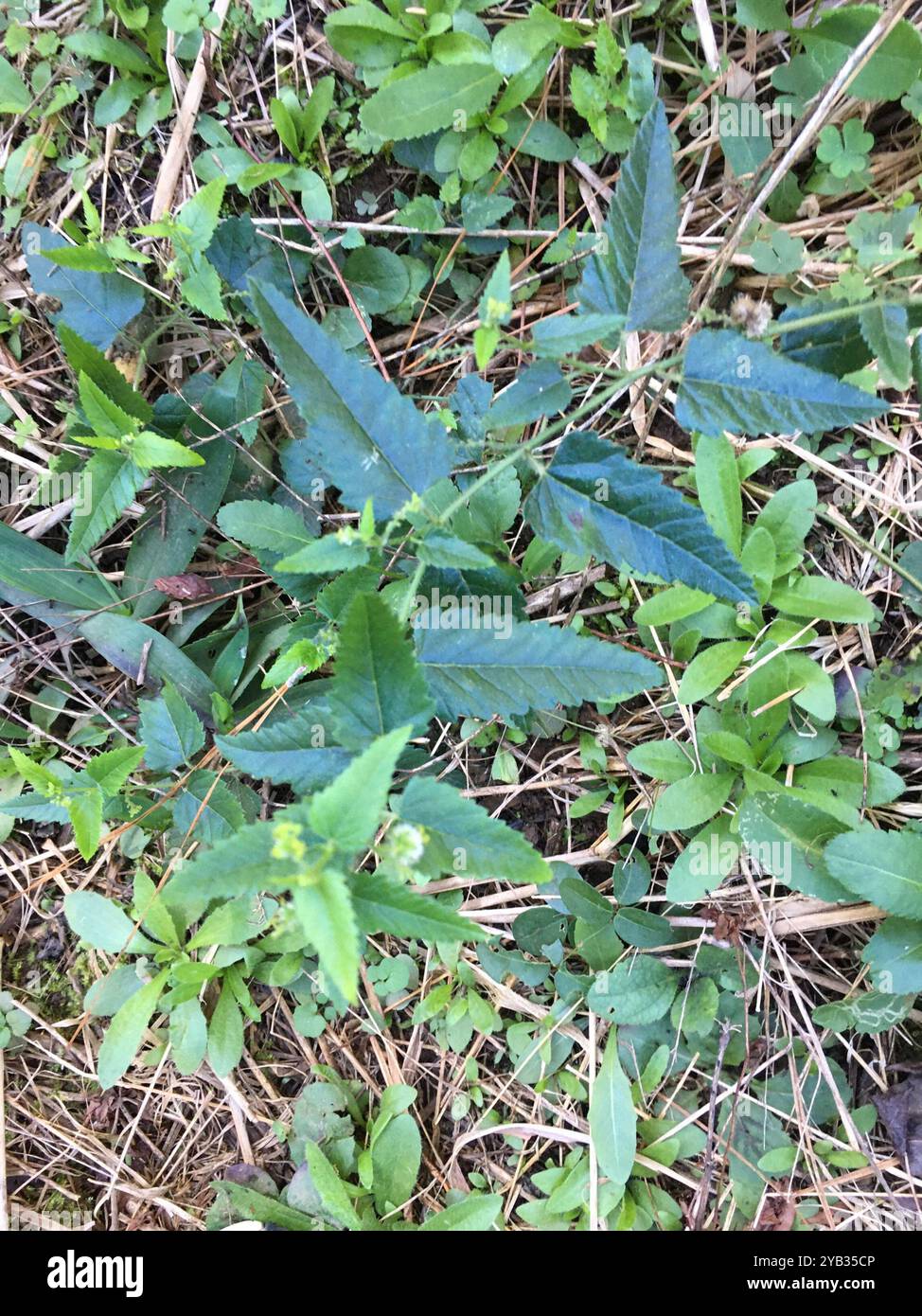 Nettleleaf Noseburn (Tragia urticifolia) Plantae Stock Photo - Alamy
