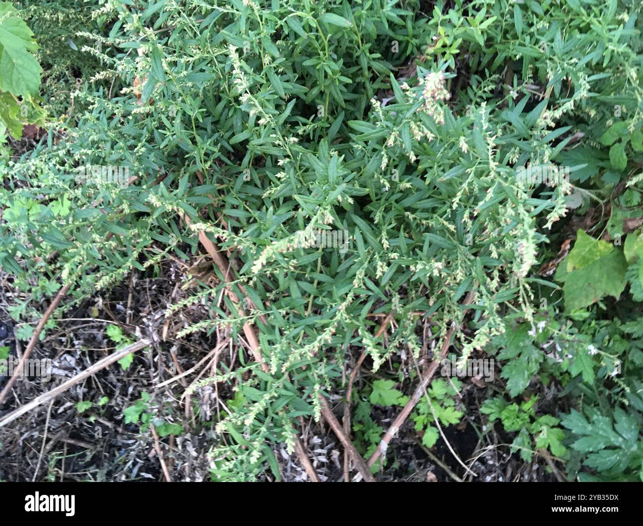 common mugwort (Artemisia vulgaris) Plantae Stock Photo - Alamy