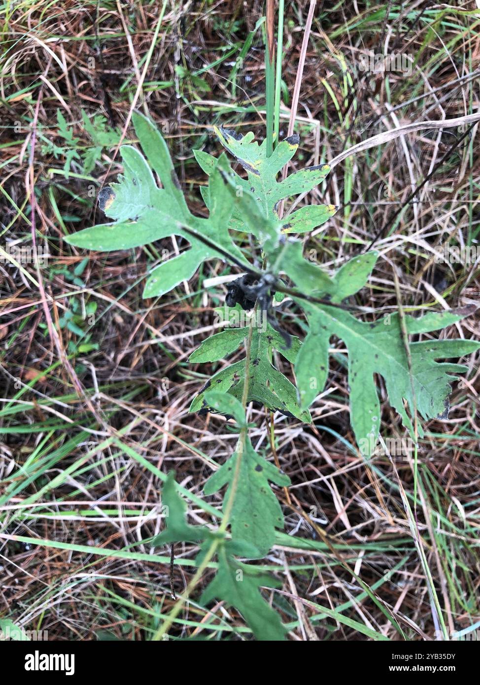 western ragweed (Ambrosia psilostachya) Plantae Stock Photo - Alamy