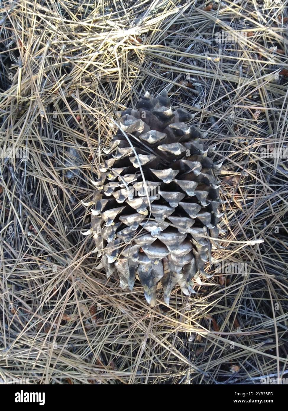 gray pine (Pinus sabiniana) Plantae Stock Photo - Alamy