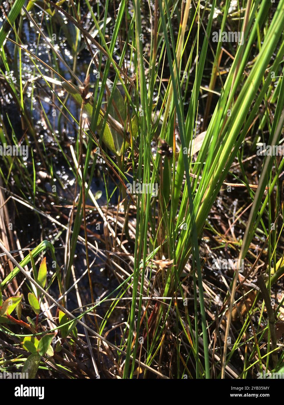 creeping sedge (Carex chordorrhiza) Plantae Stock Photo - Alamy