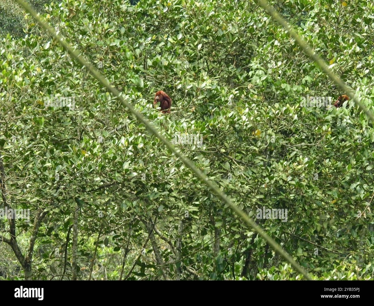 Colombian red howler monkey hi-res stock photography and images - Alamy