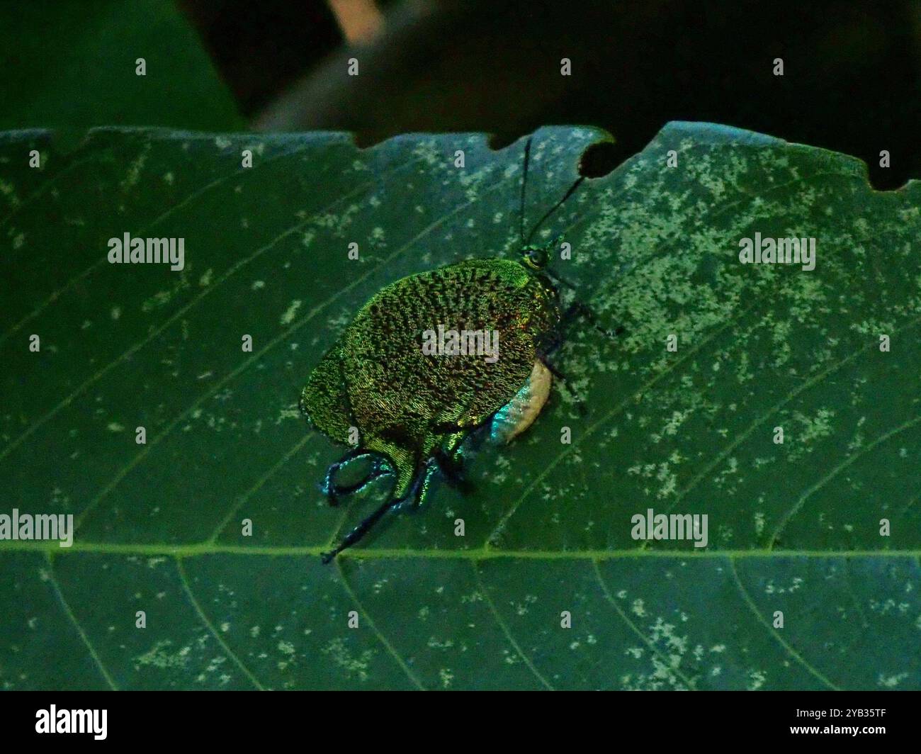 Imperial Arcas (Arcas imperialis) Insecta Stock Photo - Alamy