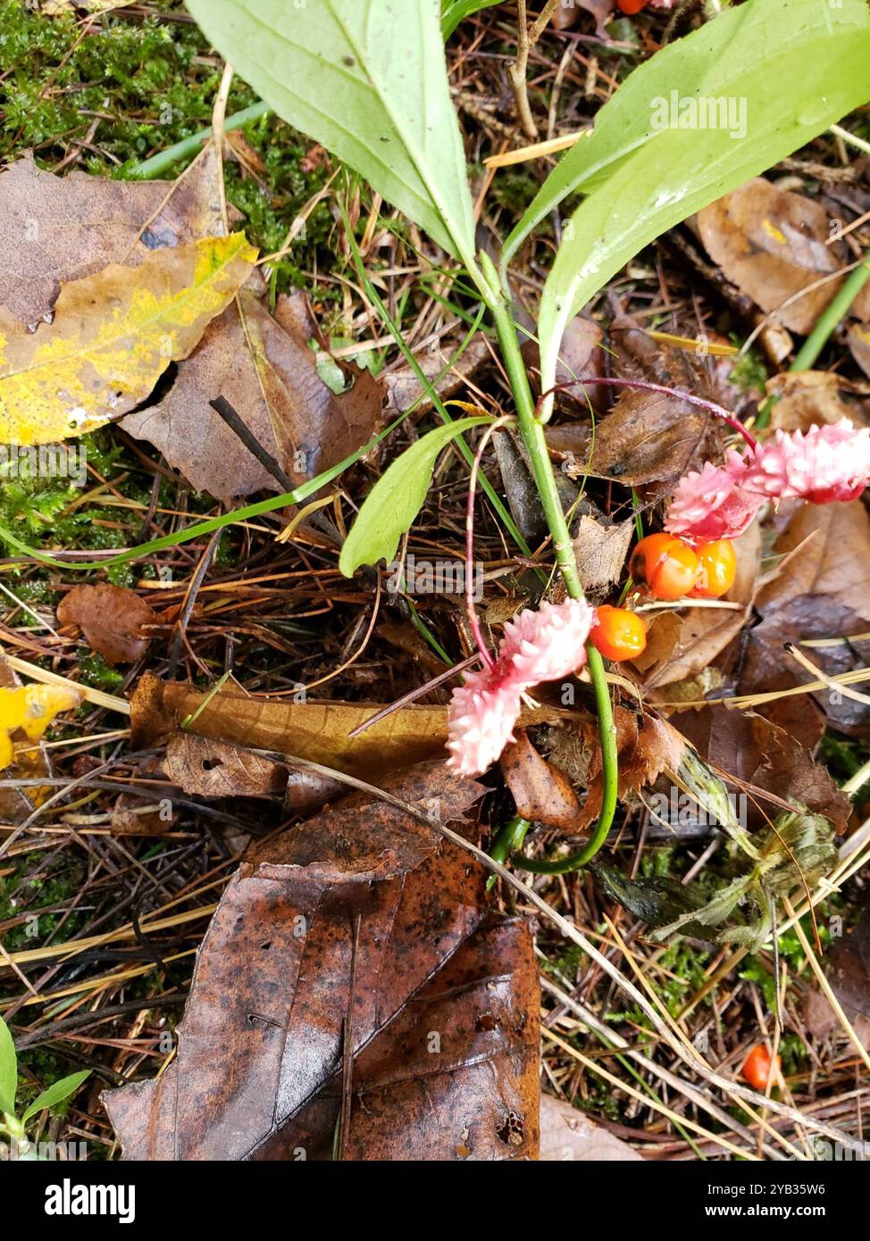 Running Strawberry-bush (Euonymus obovatus) Plantae Stock Photo - Alamy