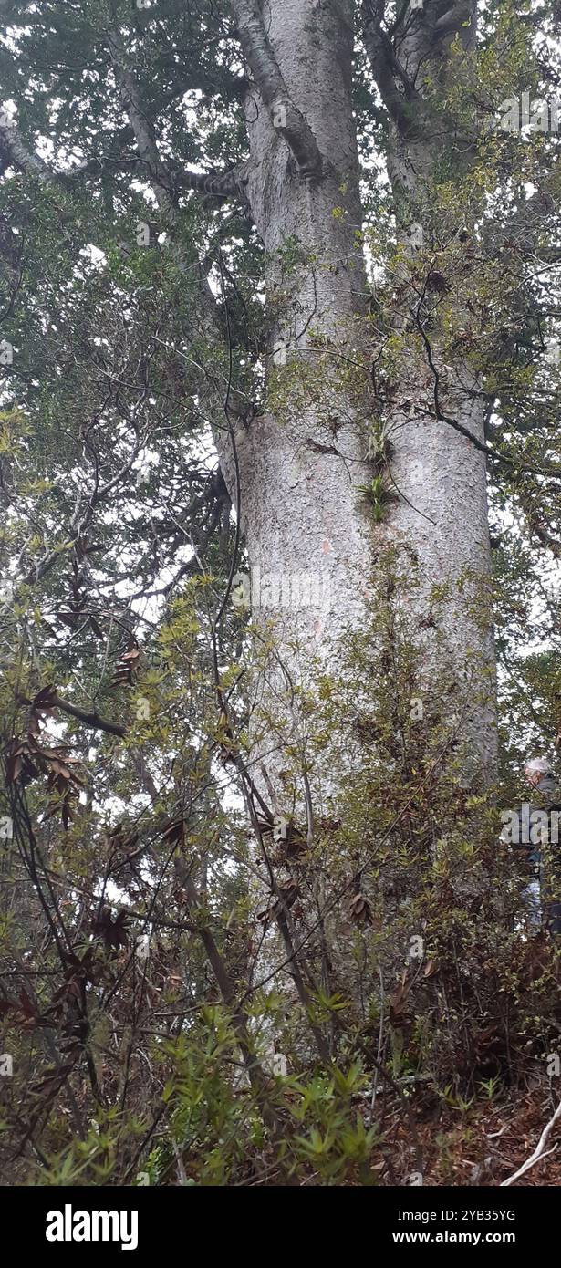Kauri Agathis Australis Plantae Stock Photo Alamy