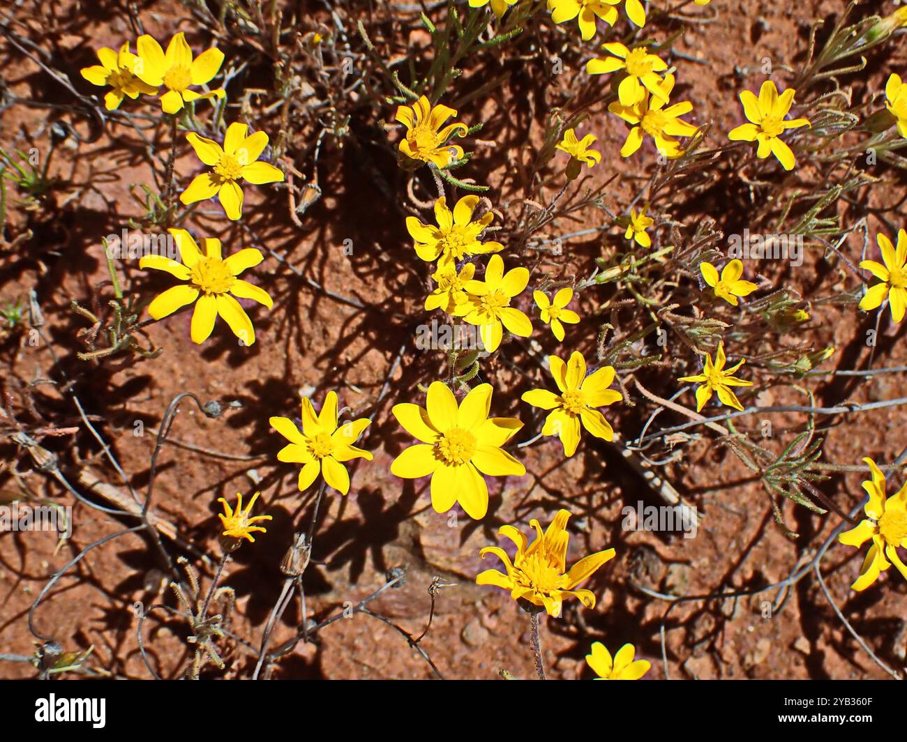 Pepper Daisy (Rhynchopsidium pumilum) Plantae Stock Photo - Alamy