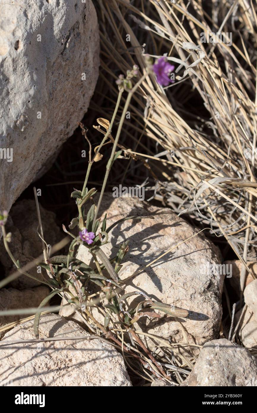 Narrowleaf Four o'Clock (Mirabilis linearis) Plantae Stock Photo - Alamy