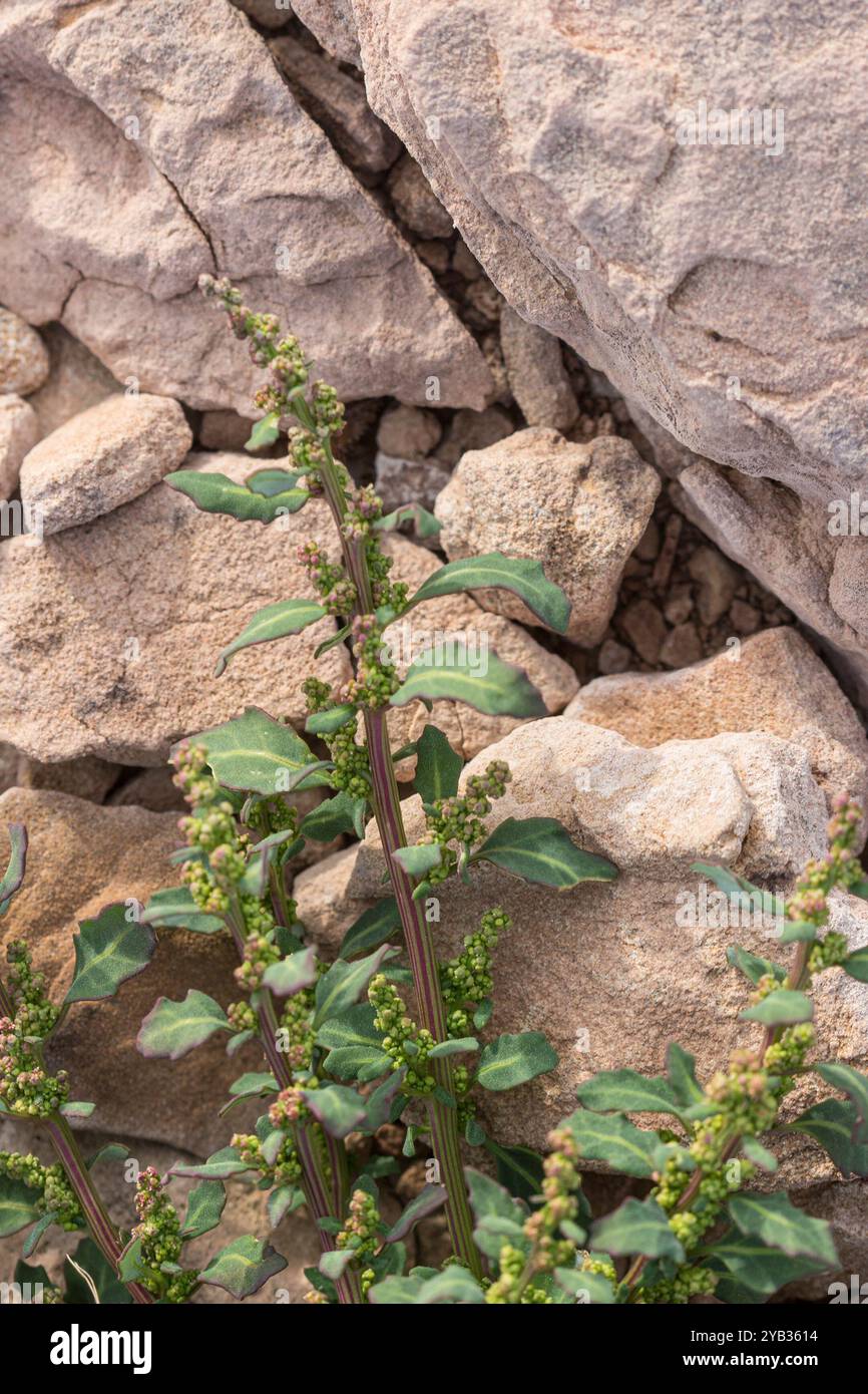 oak-leaved goosefoot (Oxybasis glauca) Plantae Stock Photo - Alamy