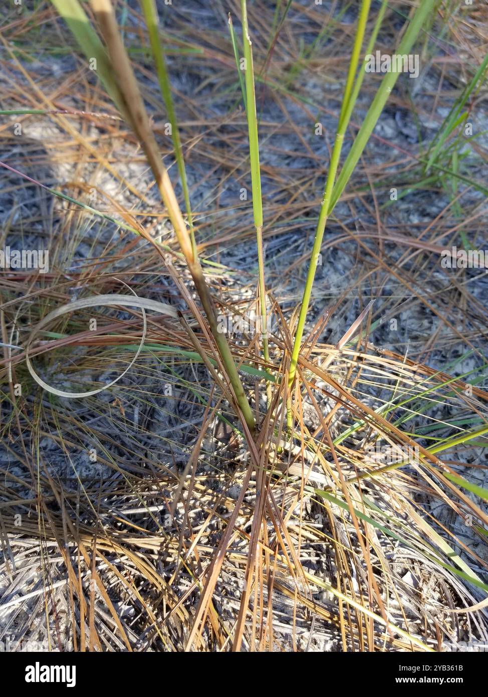 big three-awn (Aristida condensata) Plantae Stock Photo - Alamy
