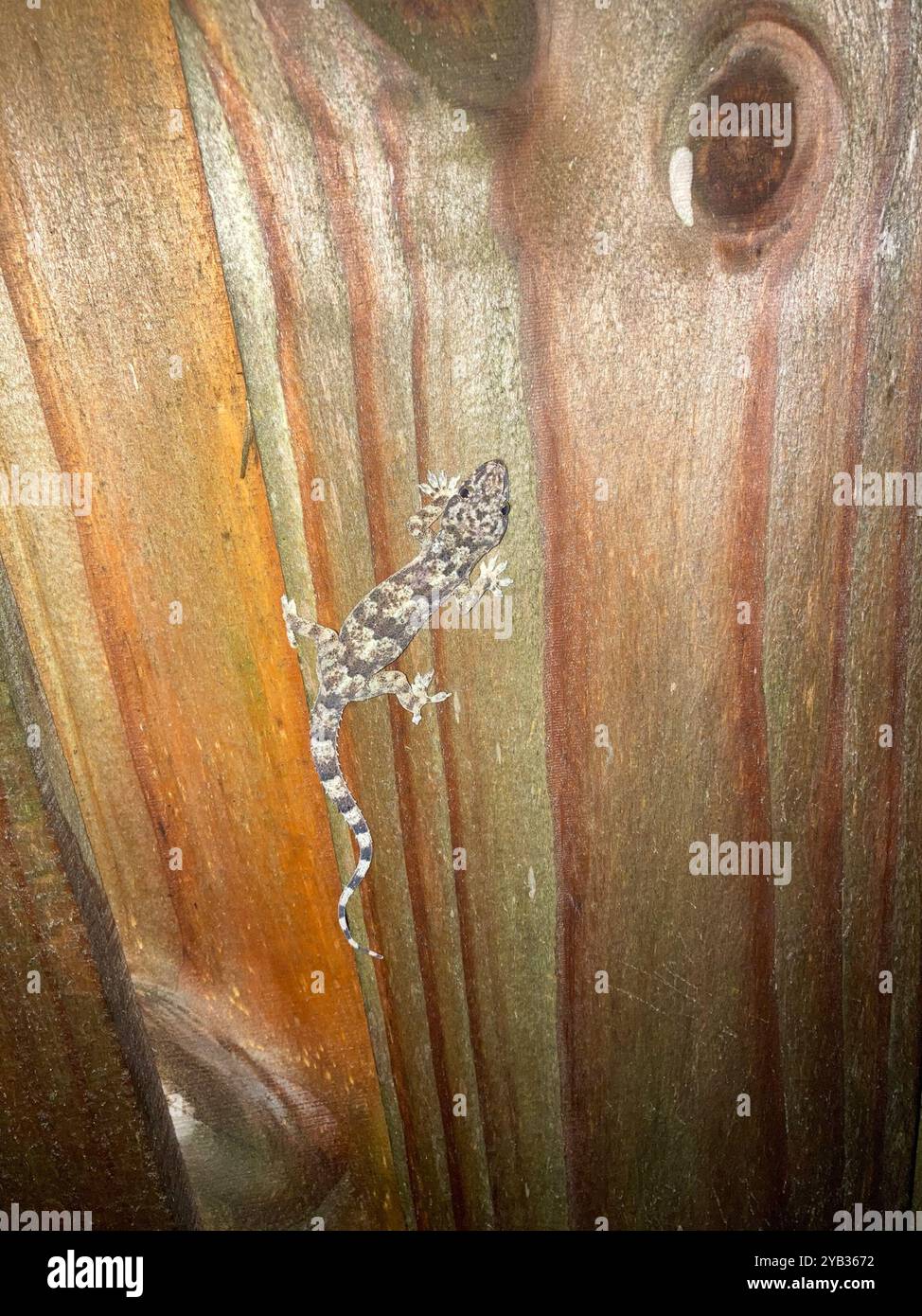 Tropical House Gecko (Hemidactylus mabouia) Reptilia Stock Photo - Alamy