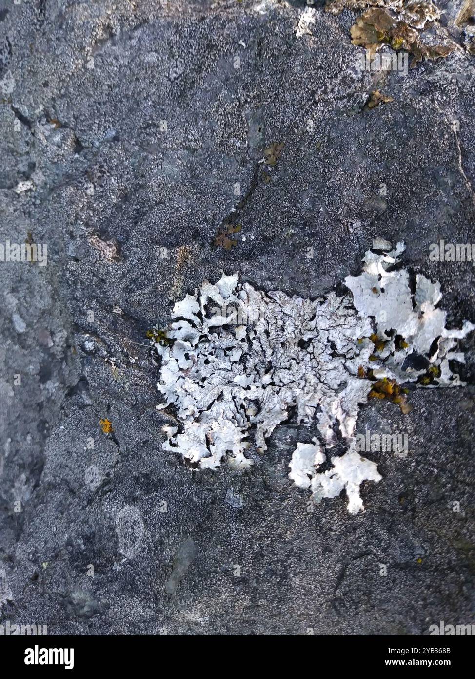 typical shield lichens (Parmelioideae) Fungi Stock Photo - Alamy