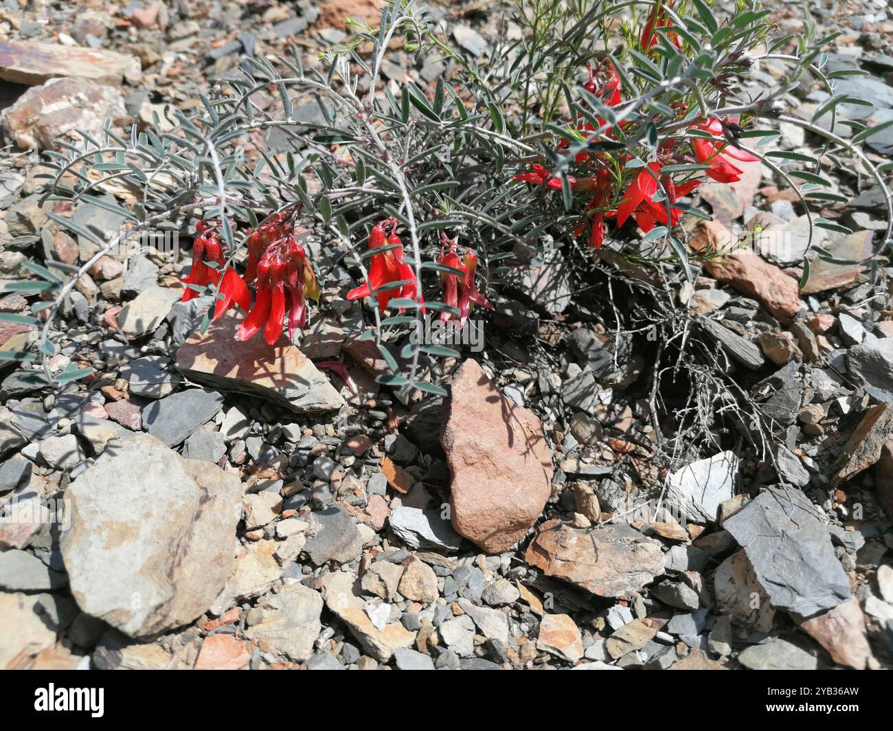 cancer bush (Lessertia frutescens) Plantae Stock Photo - Alamy
