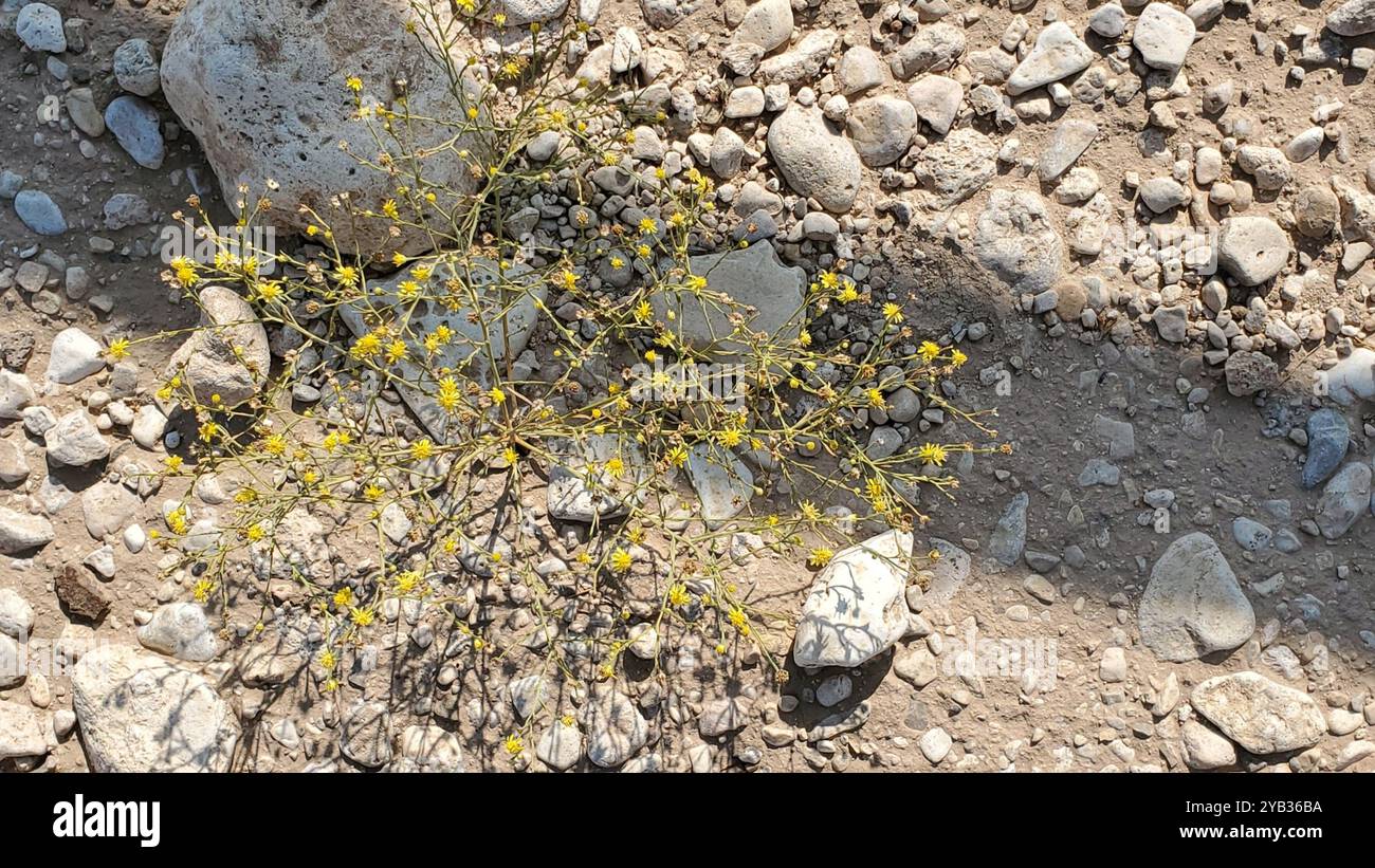 prairie broomweed (Amphiachyris dracunculoides) Plantae Stock Photo - Alamy
