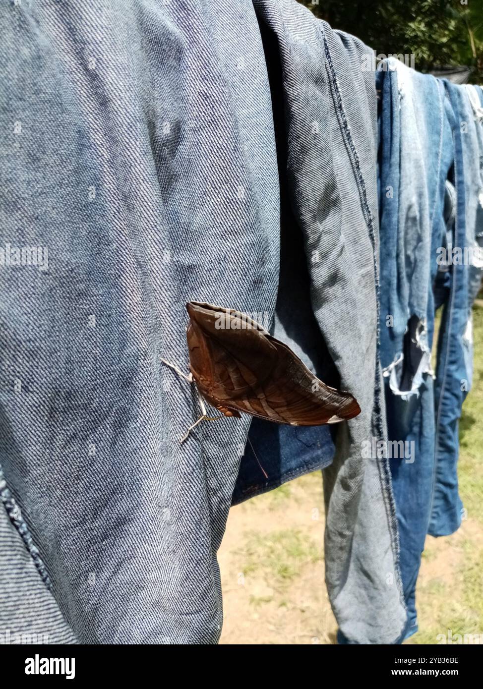 Orion Cecropian (Historis odius) Insecta Stock Photo - Alamy