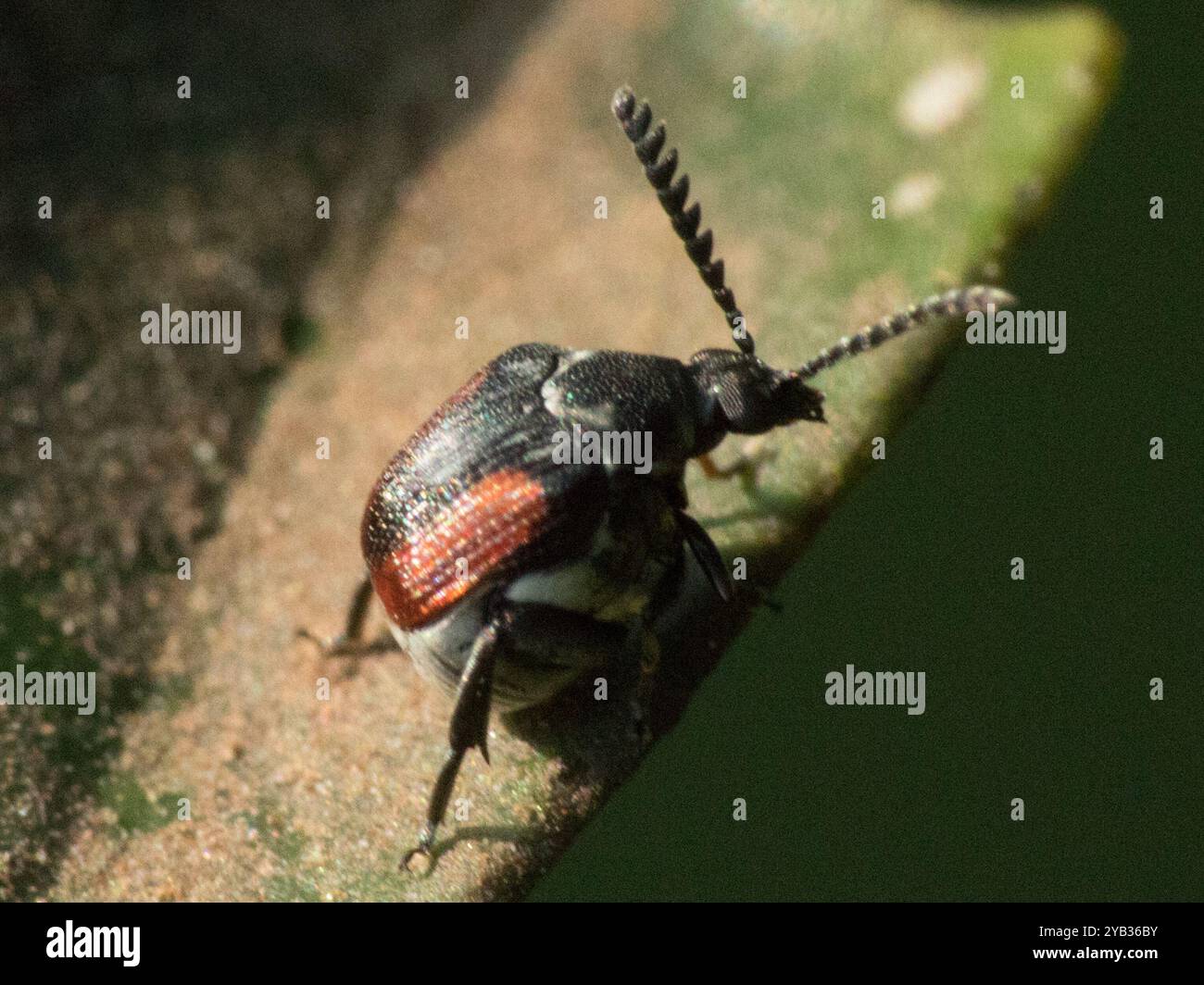 Large-horned Bruchids (Megacerus) Insecta Stock Photo - Alamy