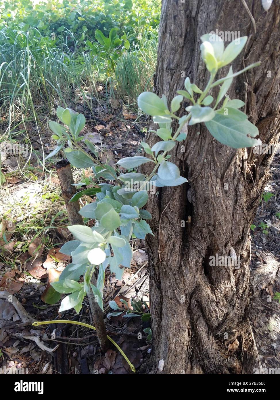 Silver Buttonwood (Conocarpus erectus sericeus) Plantae Stock Photo - Alamy