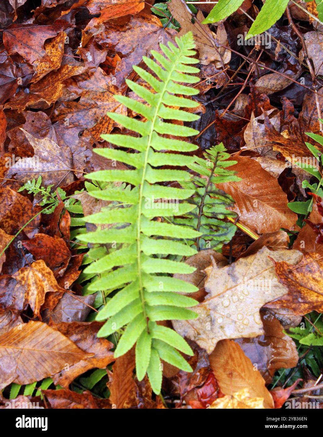 Christmas fern (Polystichum acrostichoides) Plantae Stock Photo - Alamy