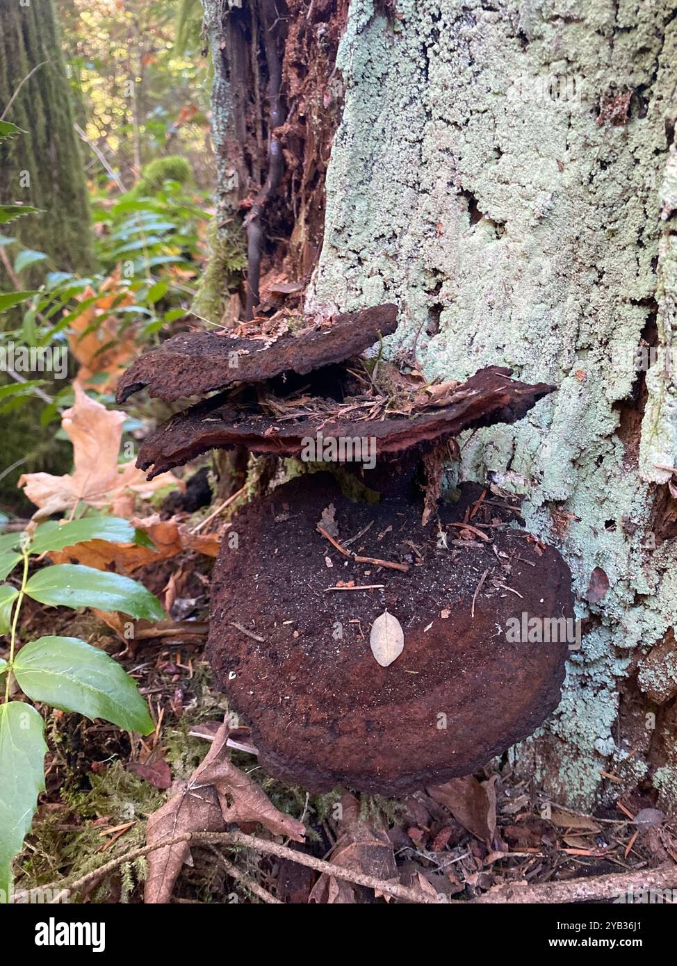 Dyer's Polypore (Phaeolus schweinitzii) Fungi Stock Photo - Alamy