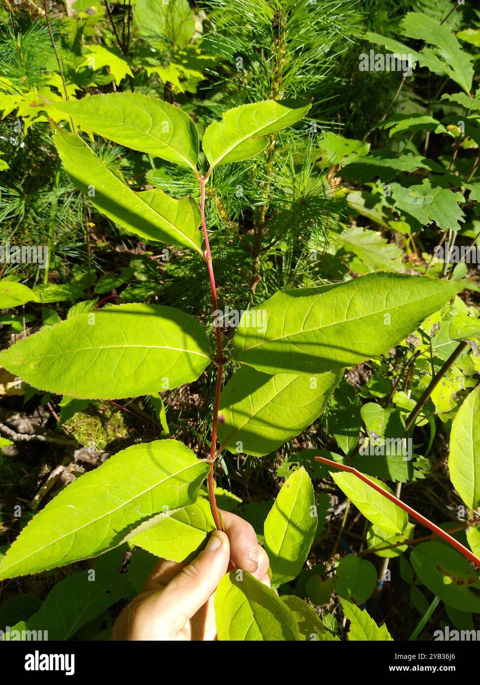 northern bush honeysuckle (Diervilla lonicera) Plantae Stock Photo - Alamy