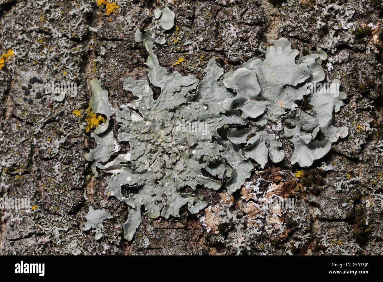 shield lichen (Parmelia sulcata) Fungi Stock Photo - Alamy