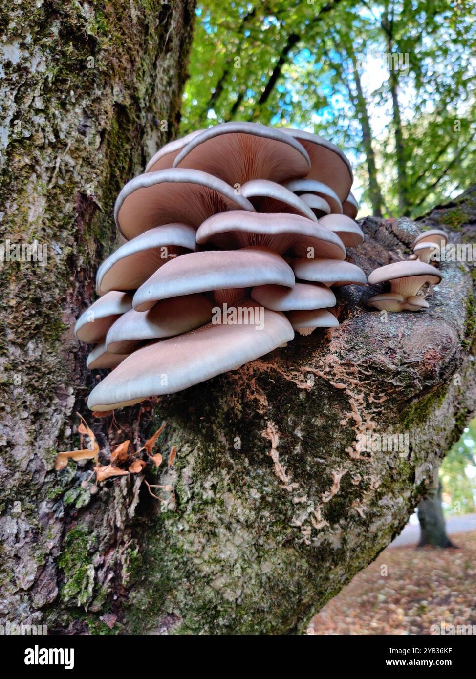 Oyster Mushroom (Pleurotus ostreatus) Fungi Stock Photo - Alamy