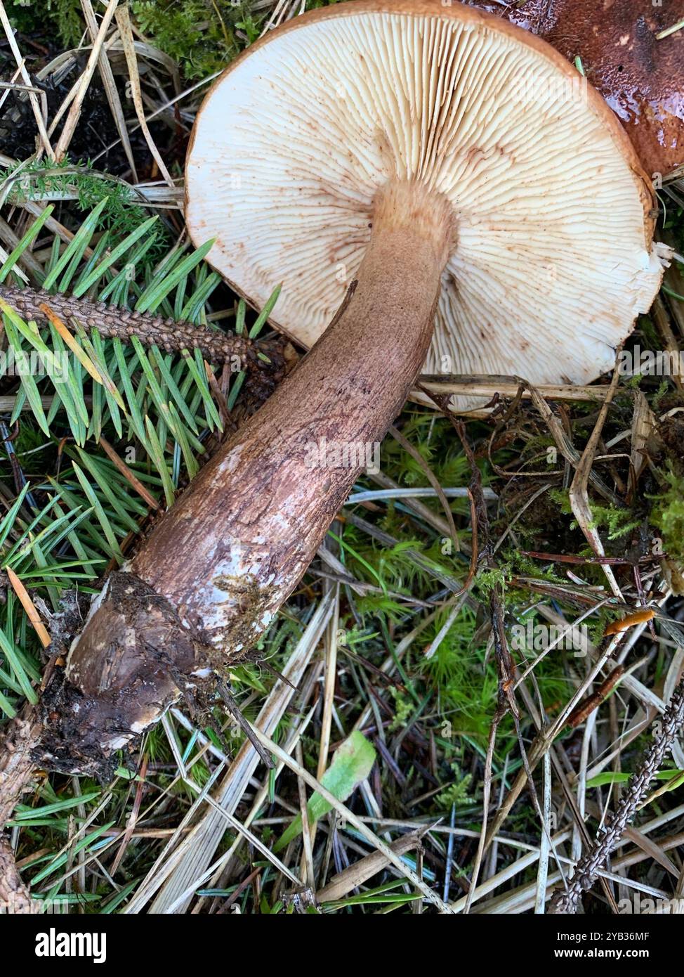 Birch Knight (Tricholoma fulvum) Fungi Stock Photo - Alamy