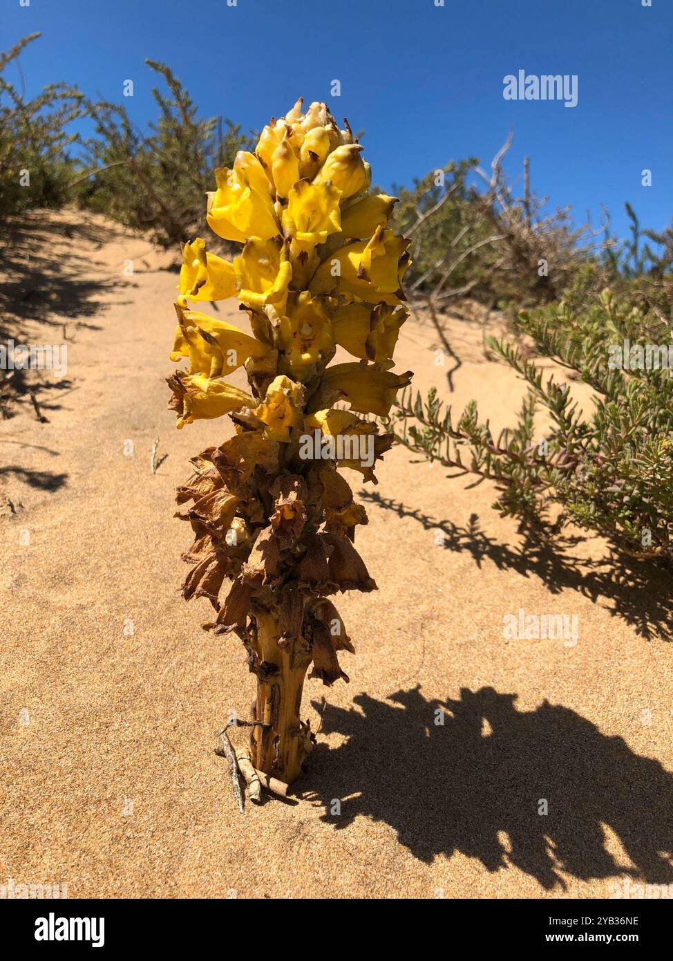 Phelypaea hi-res stock photography and images - Alamy