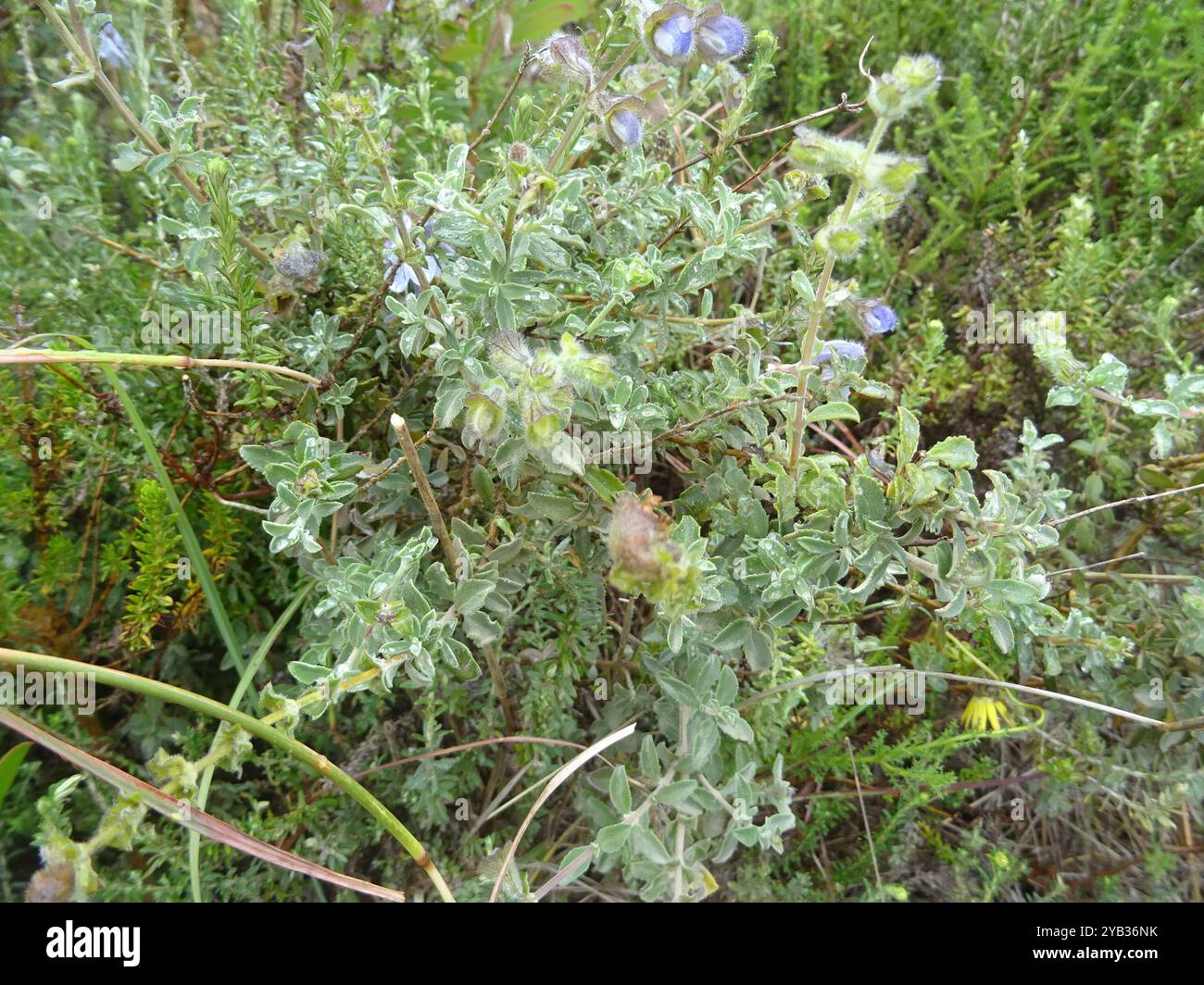 African Blue Sage (Salvia africana) Plantae Stock Photo - Alamy