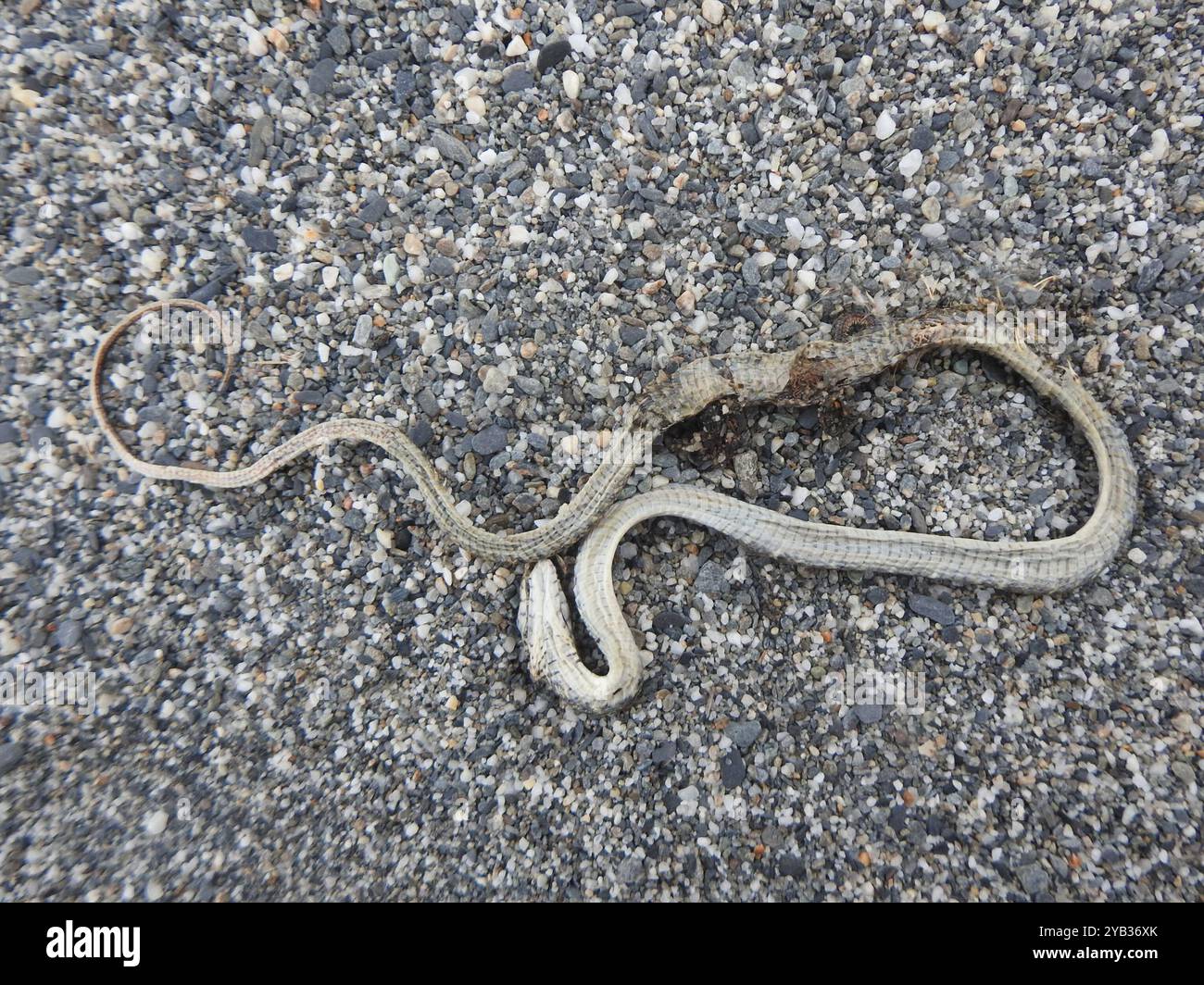 Oriental Rat Snake (Ptyas mucosa) Reptilia Stock Photo - Alamy