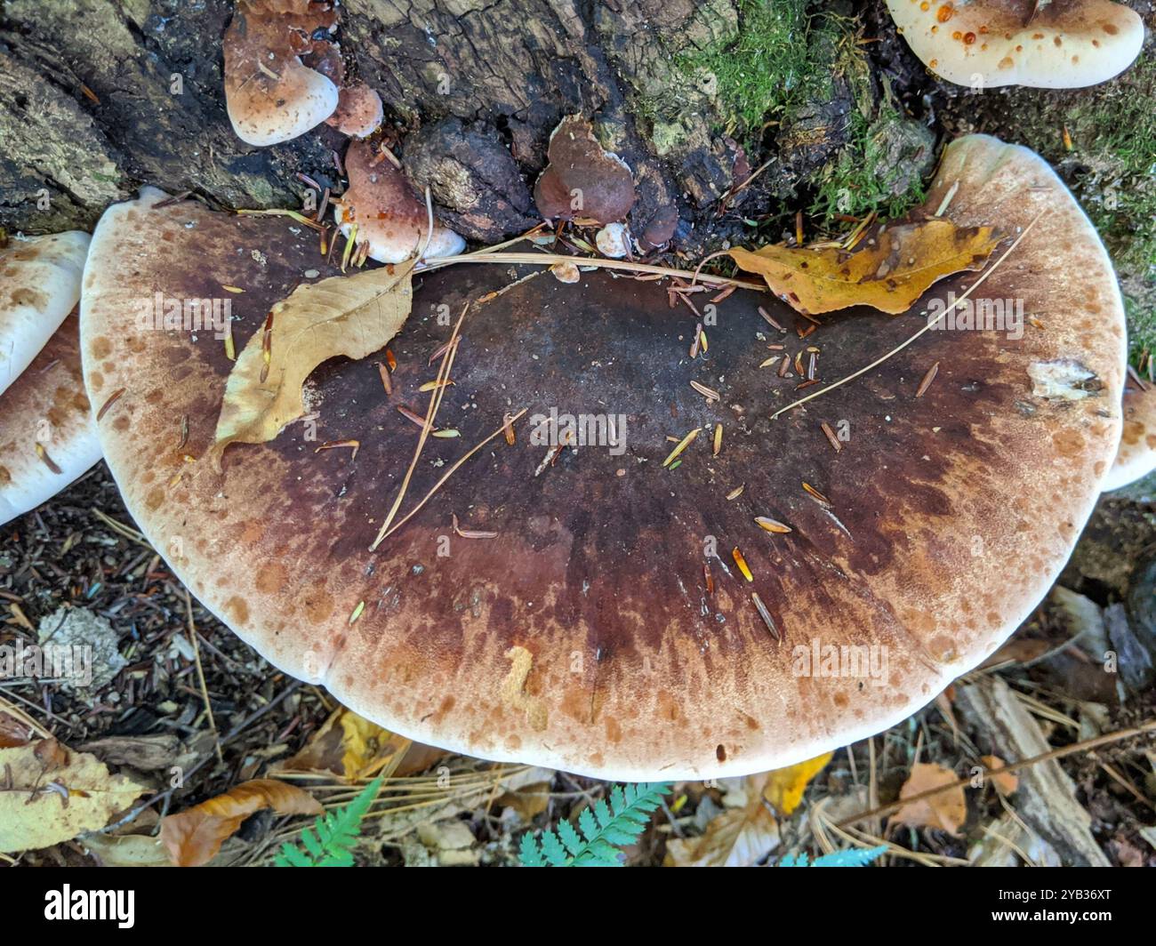 Resinous Polypore (Ischnoderma resinosum) Fungi Stock Photo - Alamy