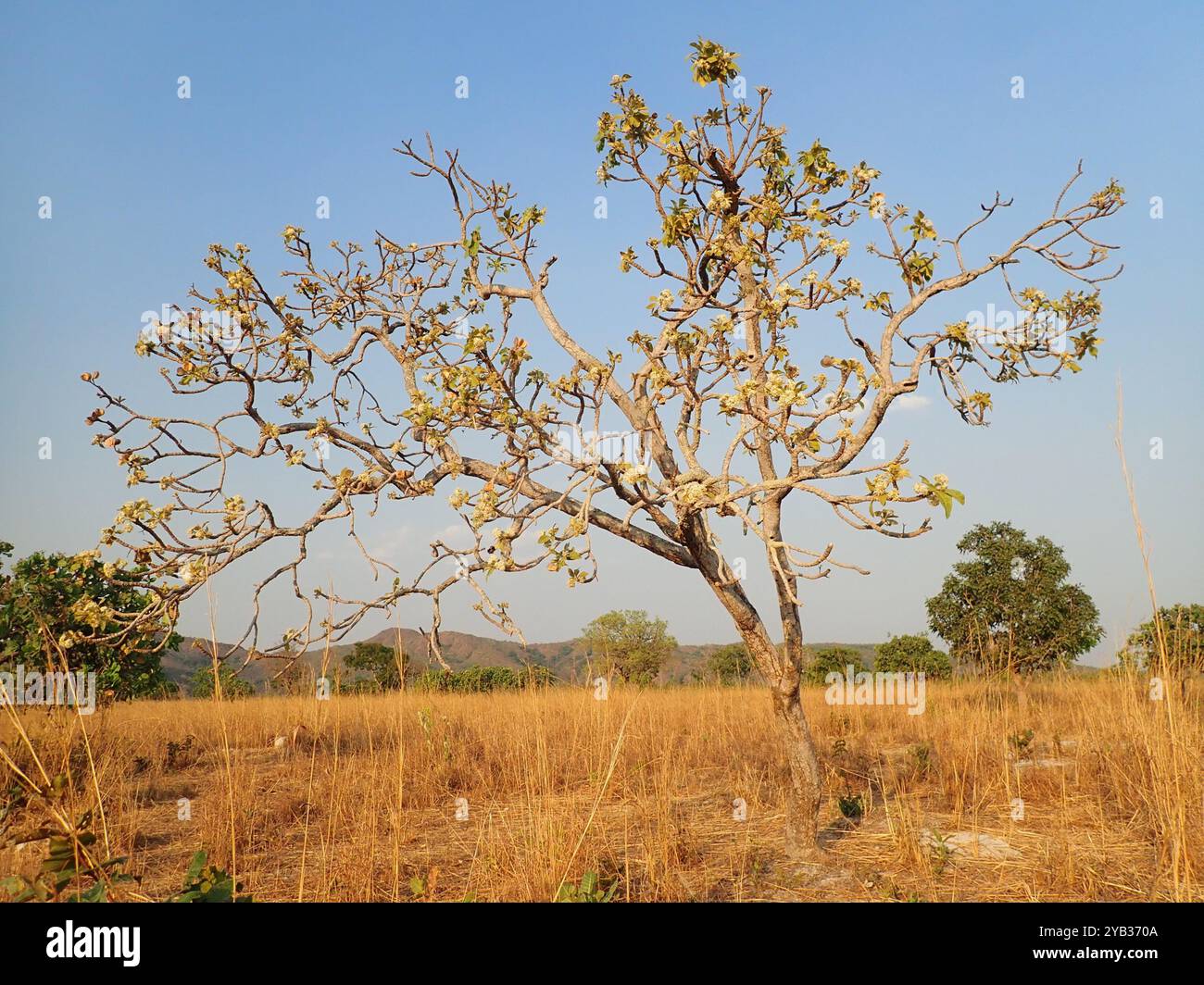 (Aspidosperma tomentosum) Plantae Stock Photo - Alamy